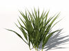 XfrogPlants Rice 3D model | CGTrader
