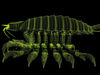 3D model Giant Isopod VR / AR / low-poly | CGTrader