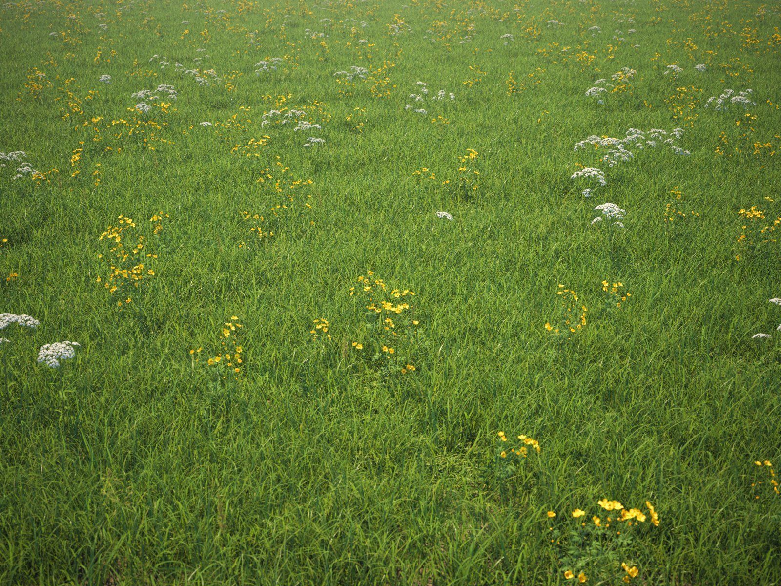 Grass Patches Green Meadow 3D model | CGTrader