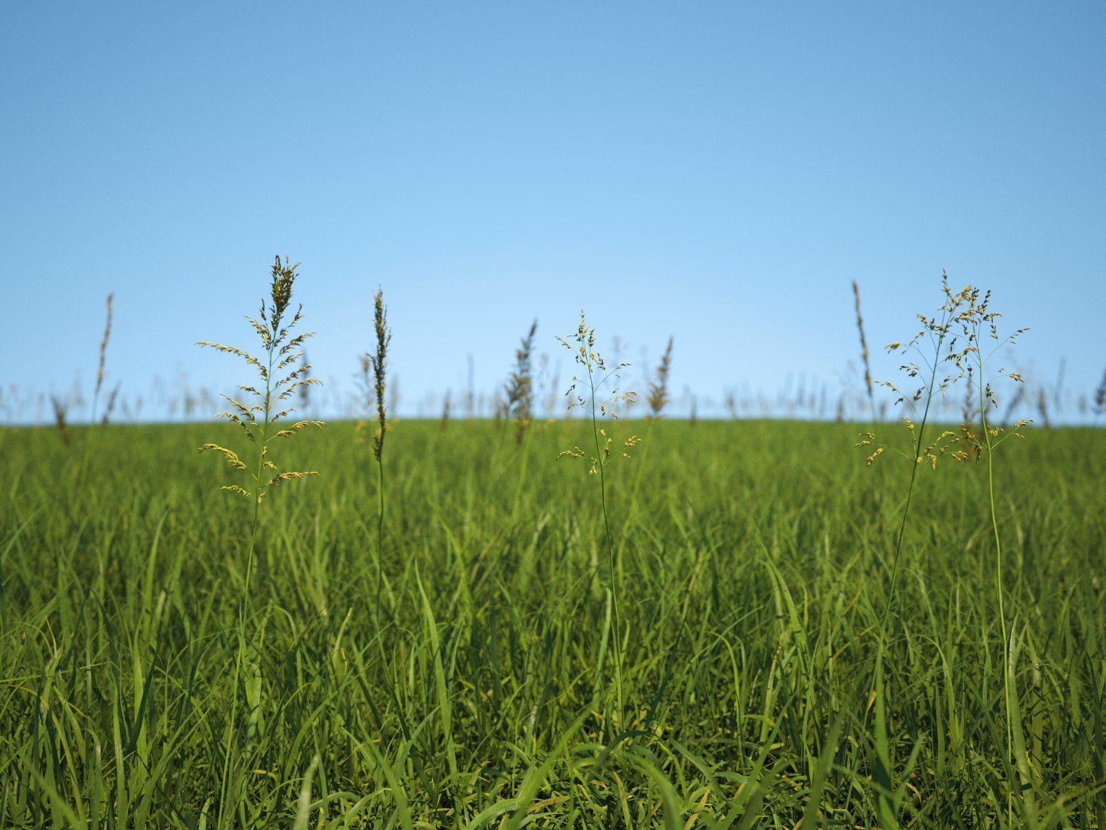 Grass Patches Green Meadow 3D model | CGTrader