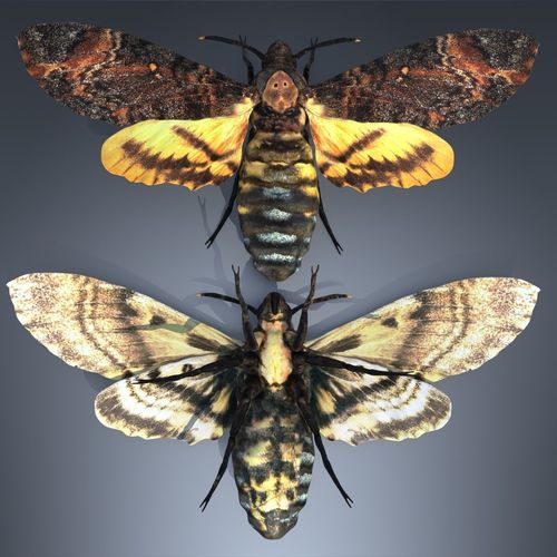 Acherontia Atropos Death Head Hawk Moth PBR 3D model | CGTrader