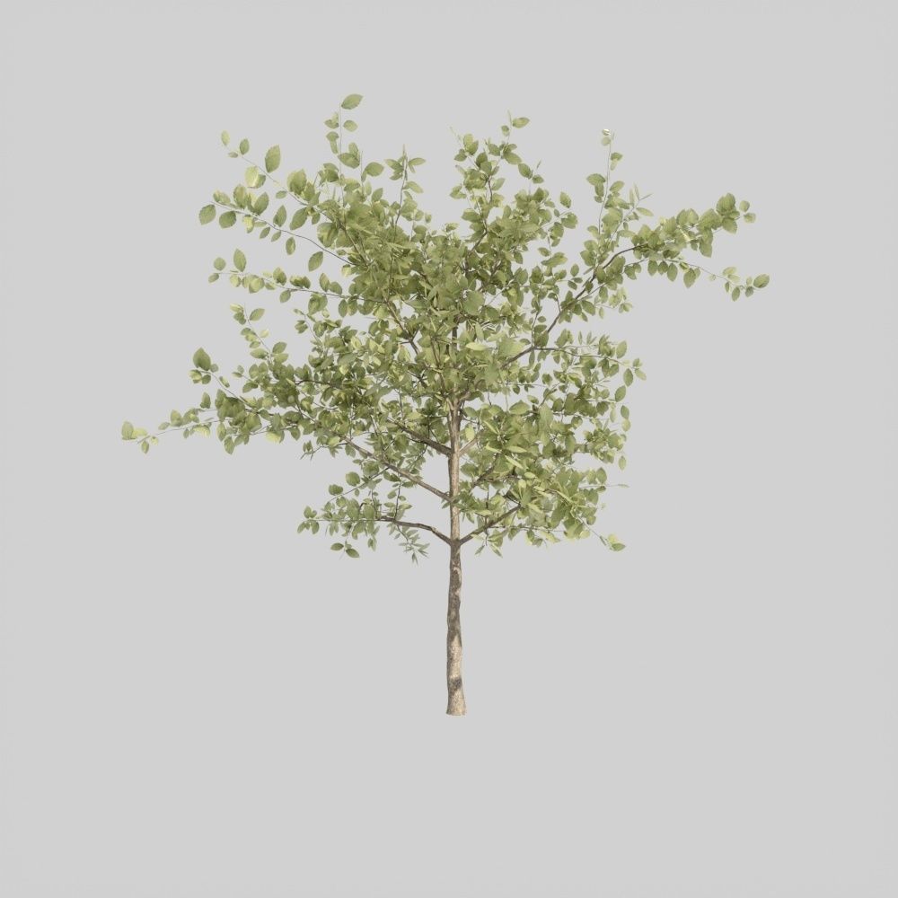 Tree pack A 3D model | CGTrader
