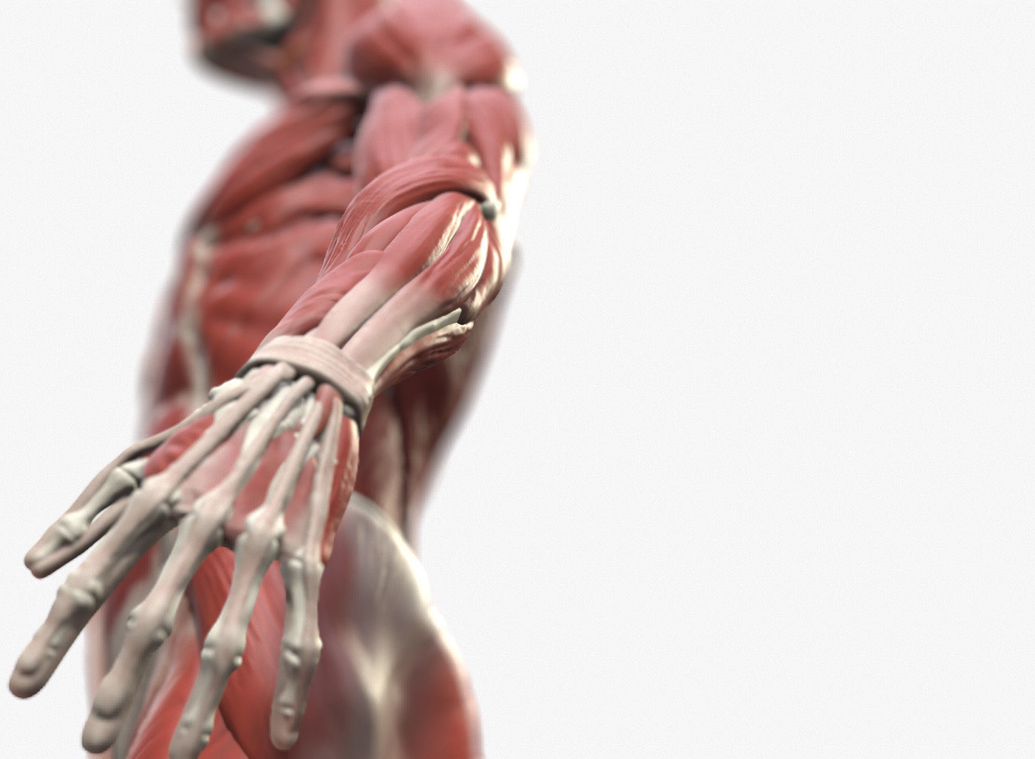 Ecorche Male Anatomical Reference 3D model | CGTrader
