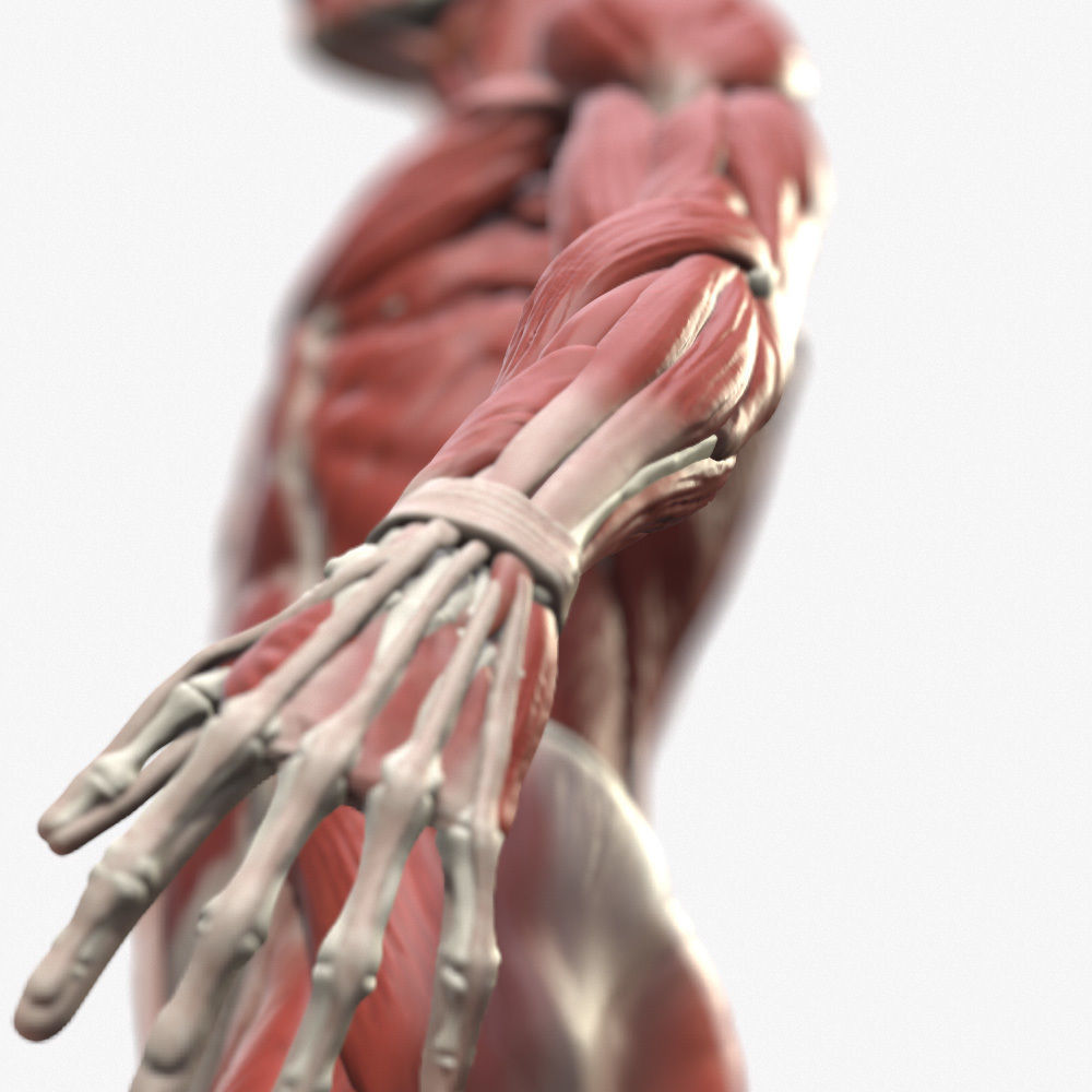 Ecorche Male Anatomical Reference 3D model | CGTrader