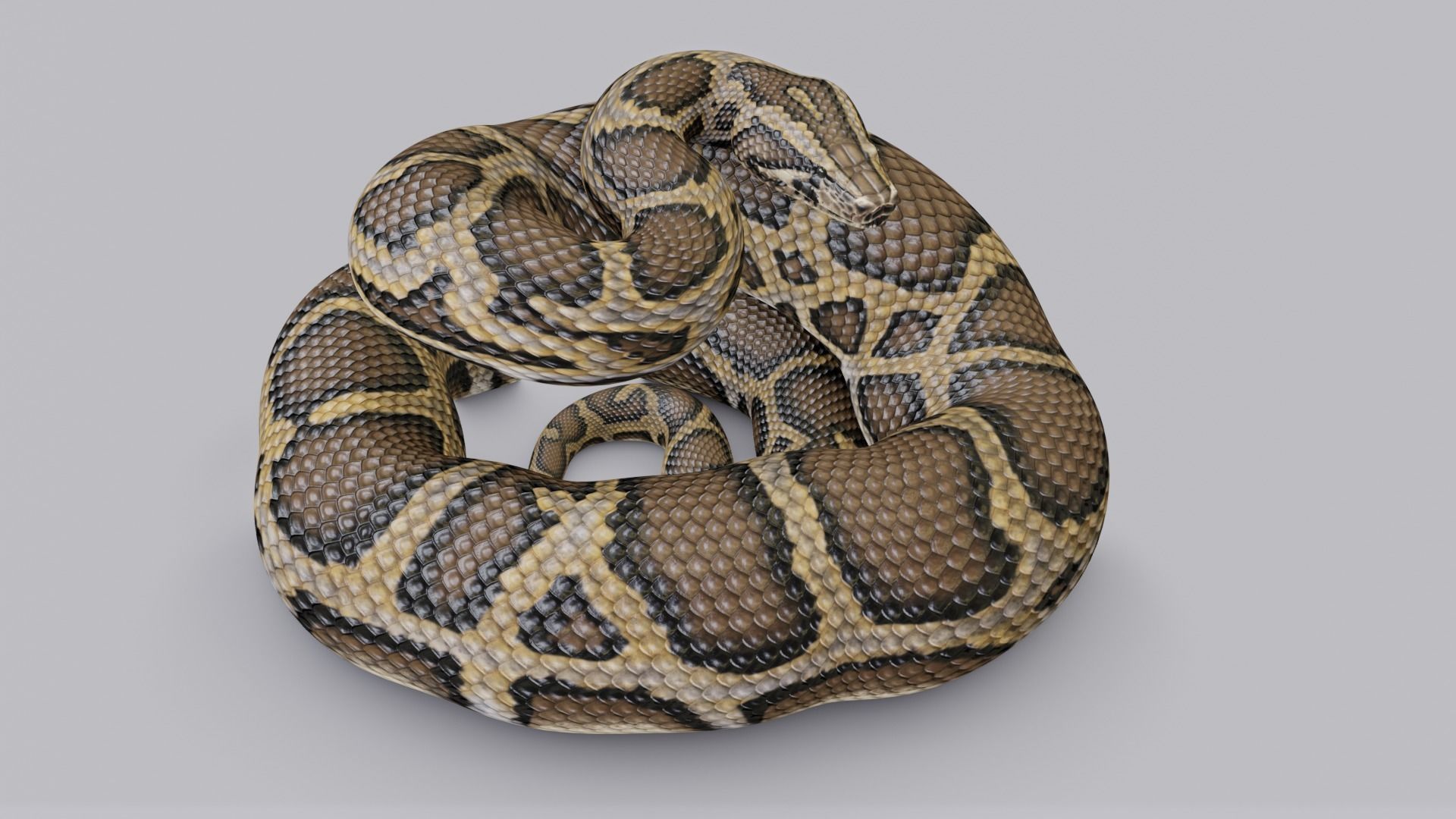 3D model Rigged Burmese Python VR / AR / low-poly rigged | CGTrader