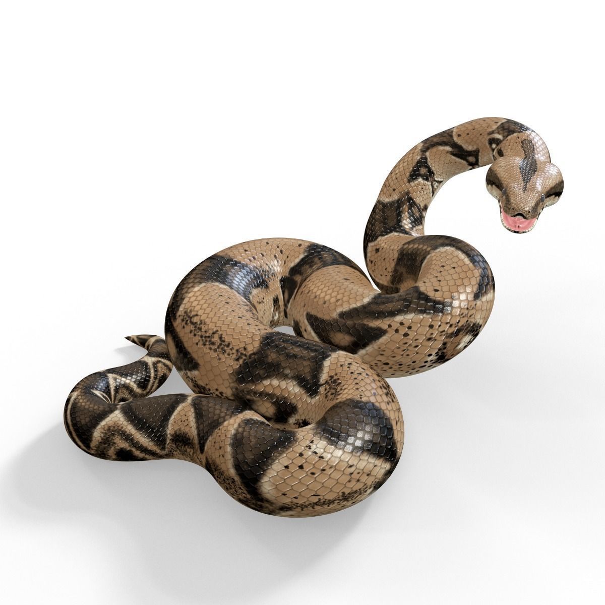 3D model Pythons Vol 1 Rigged VR / AR / low-poly rigged | CGTrader