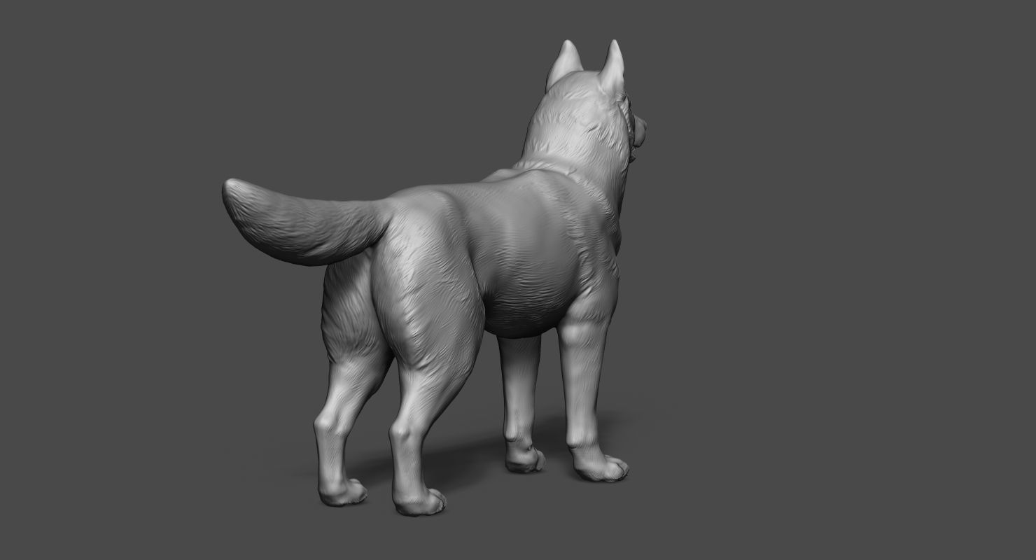 Siberian Husky high polygon 3D model with polypaint 3D model | CGTrader