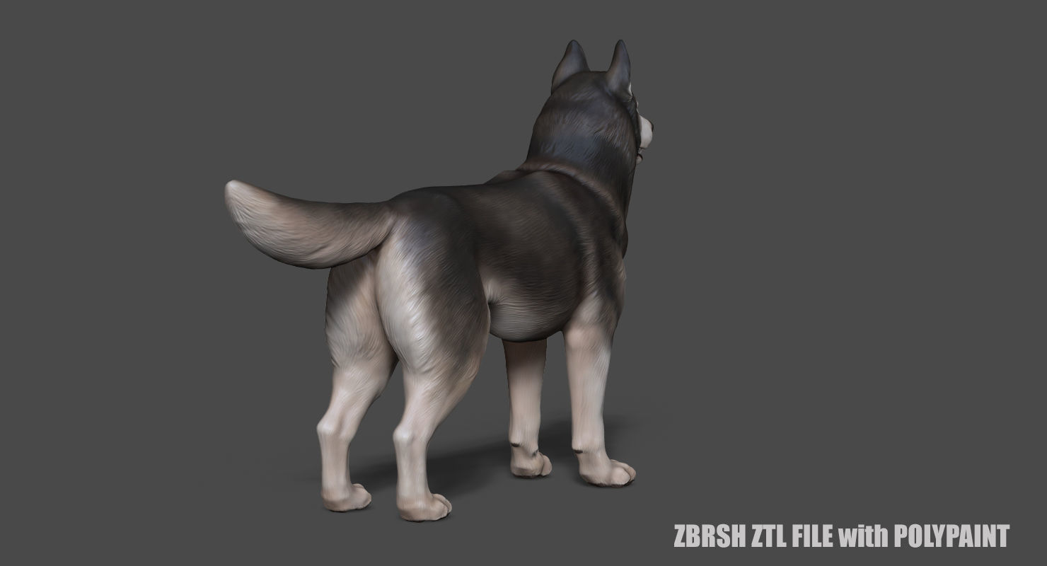 Siberian Husky high polygon 3D model with polypaint 3D model | CGTrader
