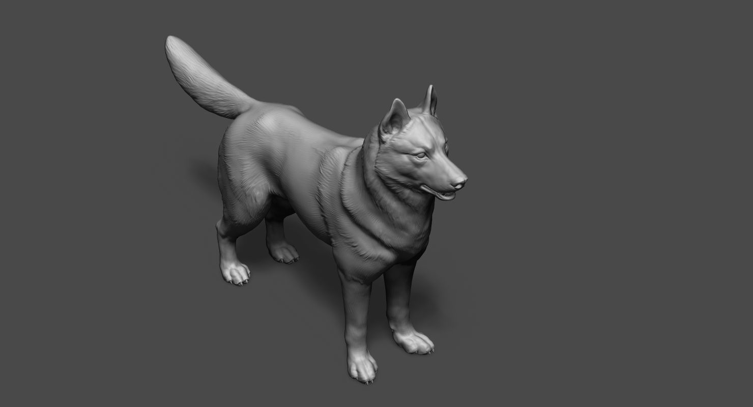 Siberian Husky high polygon 3D model with polypaint 3D model | CGTrader