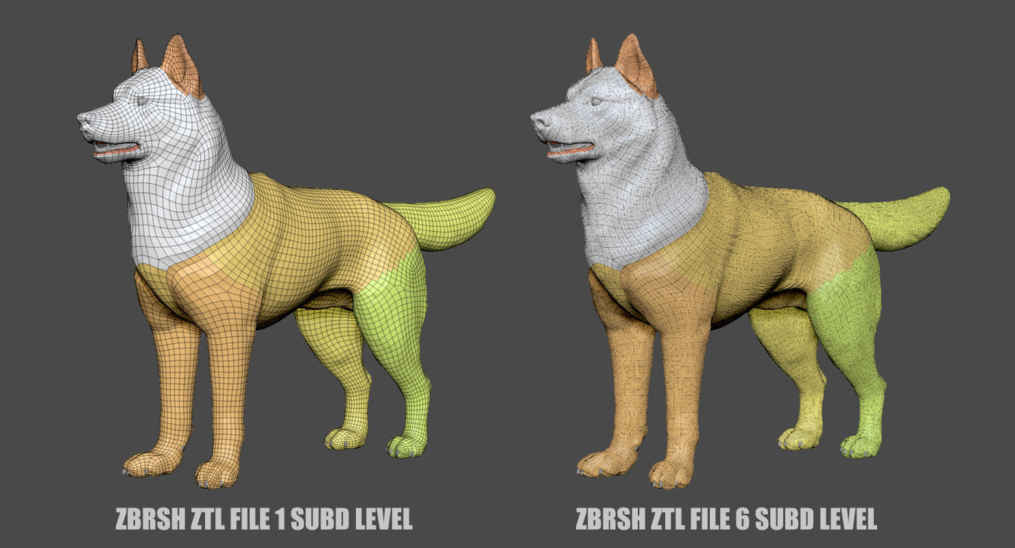 Siberian Husky high polygon 3D model with polypaint 3D model | CGTrader