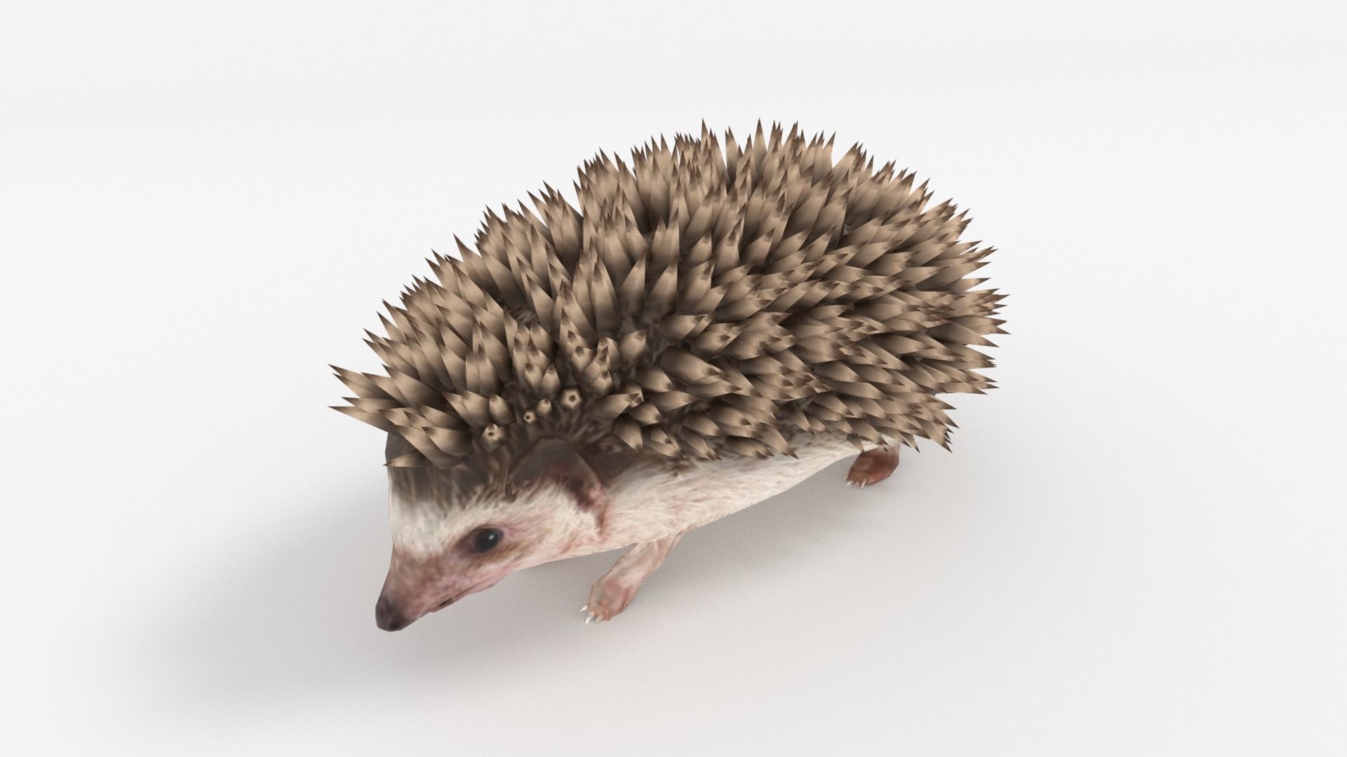 3D model Rigged Hedgehog VR / AR / low-poly rigged animated | CGTrader