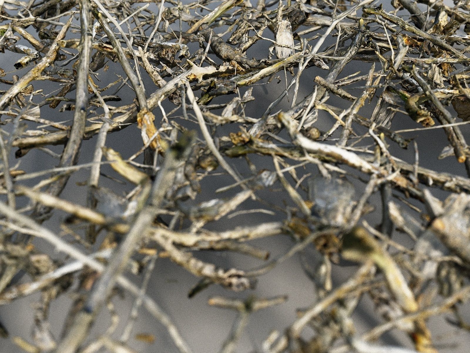 3D model Wood Branch Pack VR / AR / low-poly | CGTrader