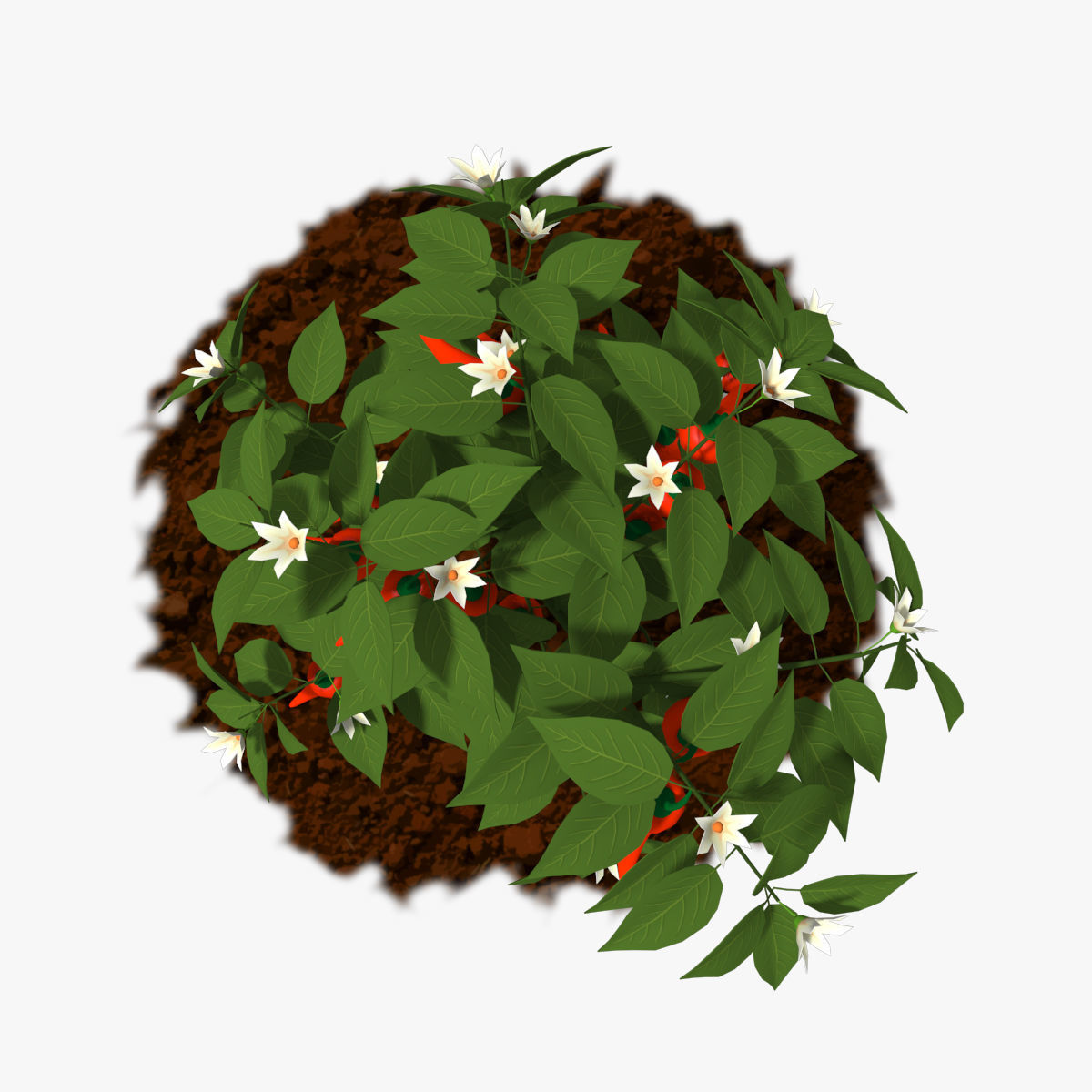 3D model Cartoon Pepper Plant VR / AR / low-poly | CGTrader