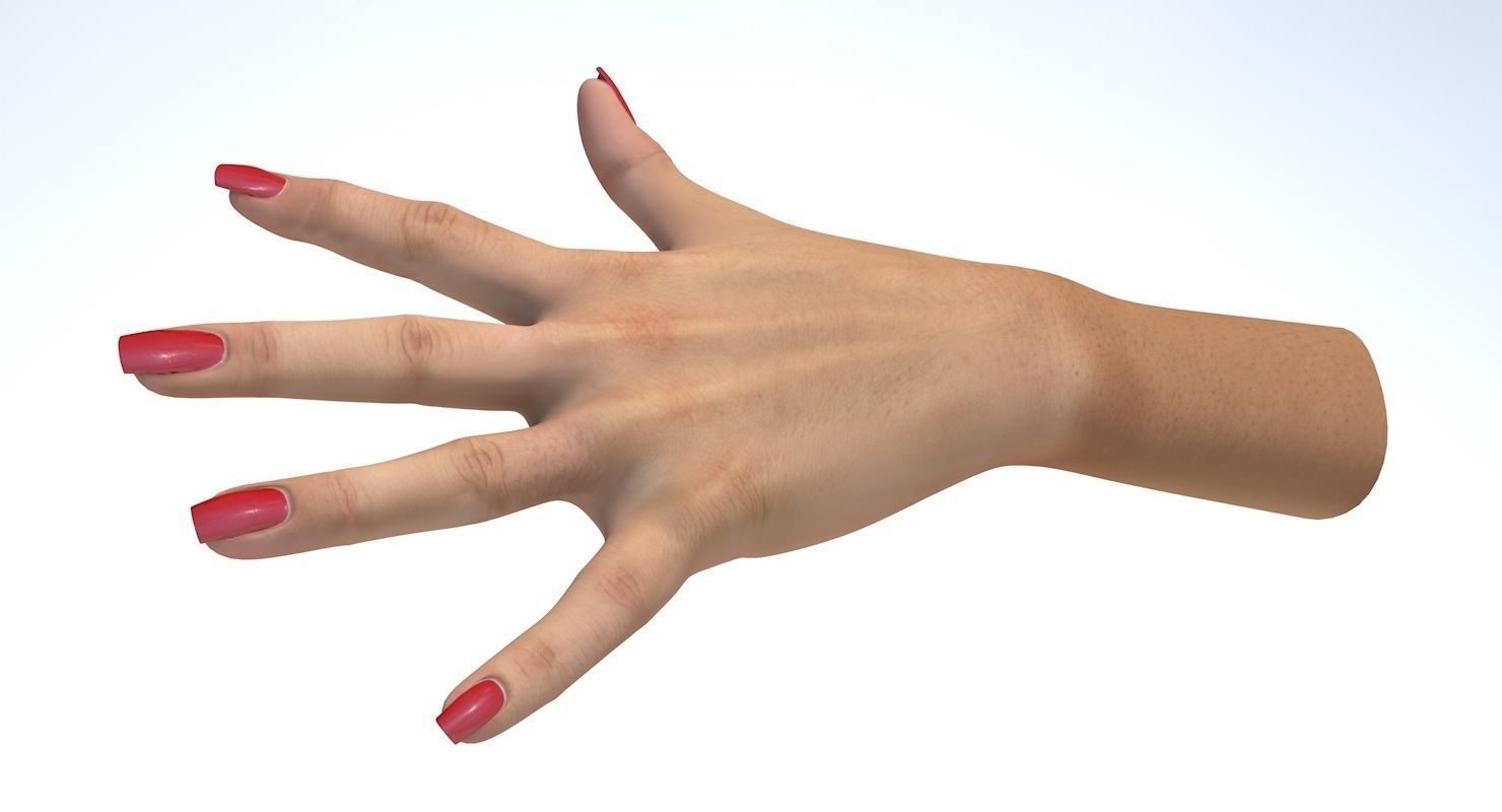 3D model Hand 3d model left female VR / AR / low-poly | CGTrader