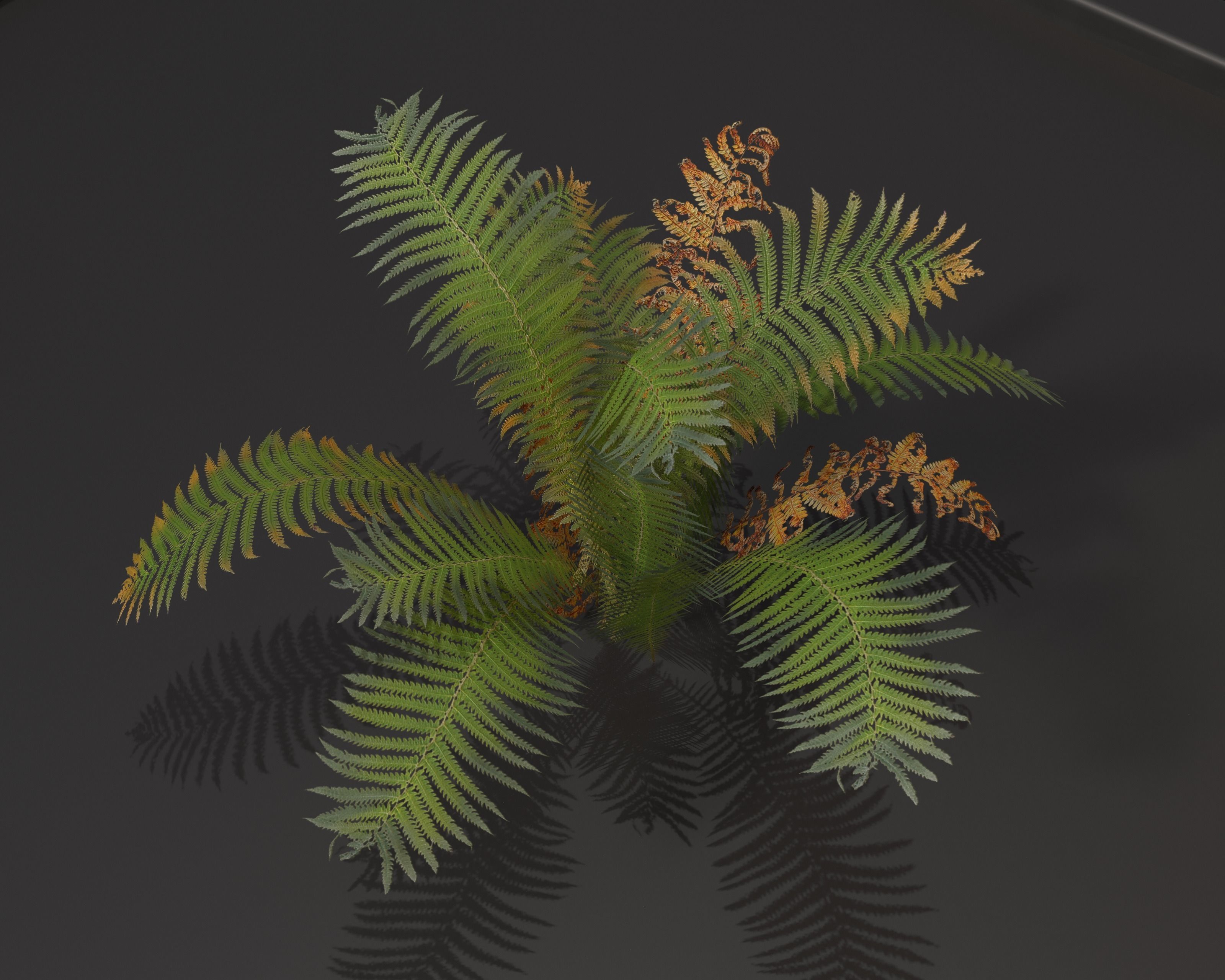 3D model Nature Assets - Foliage Package VR / AR / low-poly | CGTrader