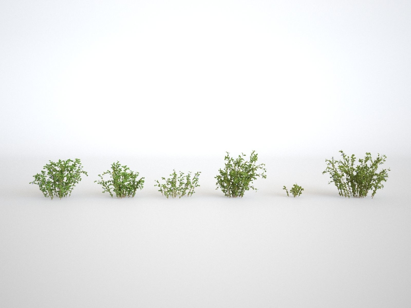 Blueberry Bushes 3D model | CGTrader