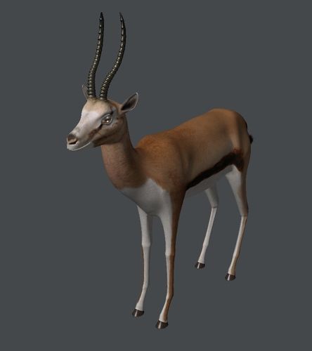 Gazelle 3D model | CGTrader