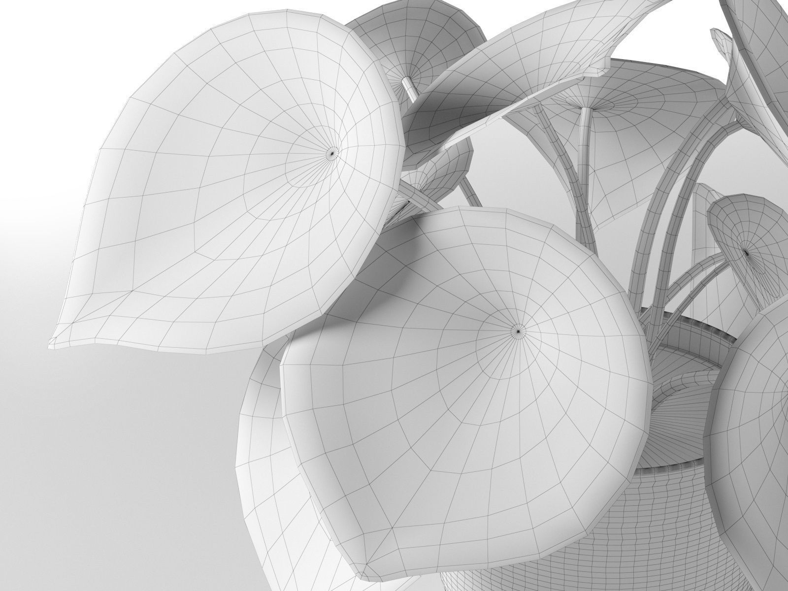 Peperomia Argyreia in Pot 3D model | CGTrader