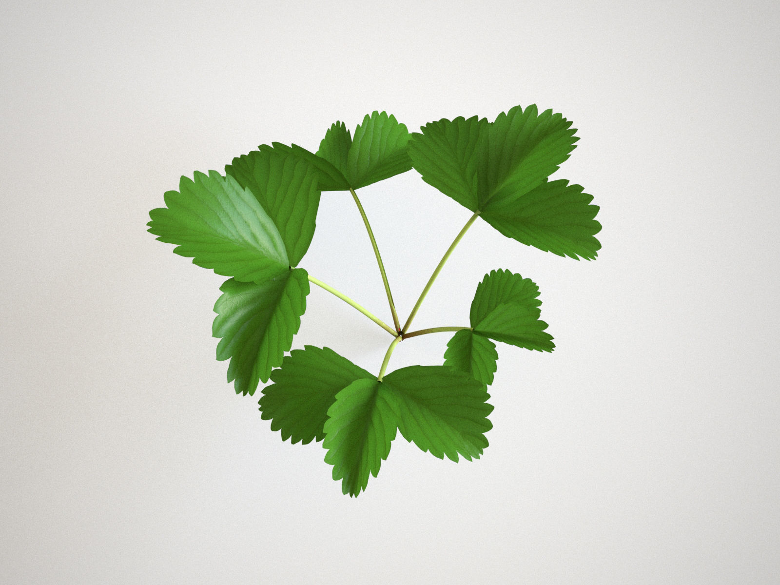 Strawberry Plant Set 3D model | CGTrader