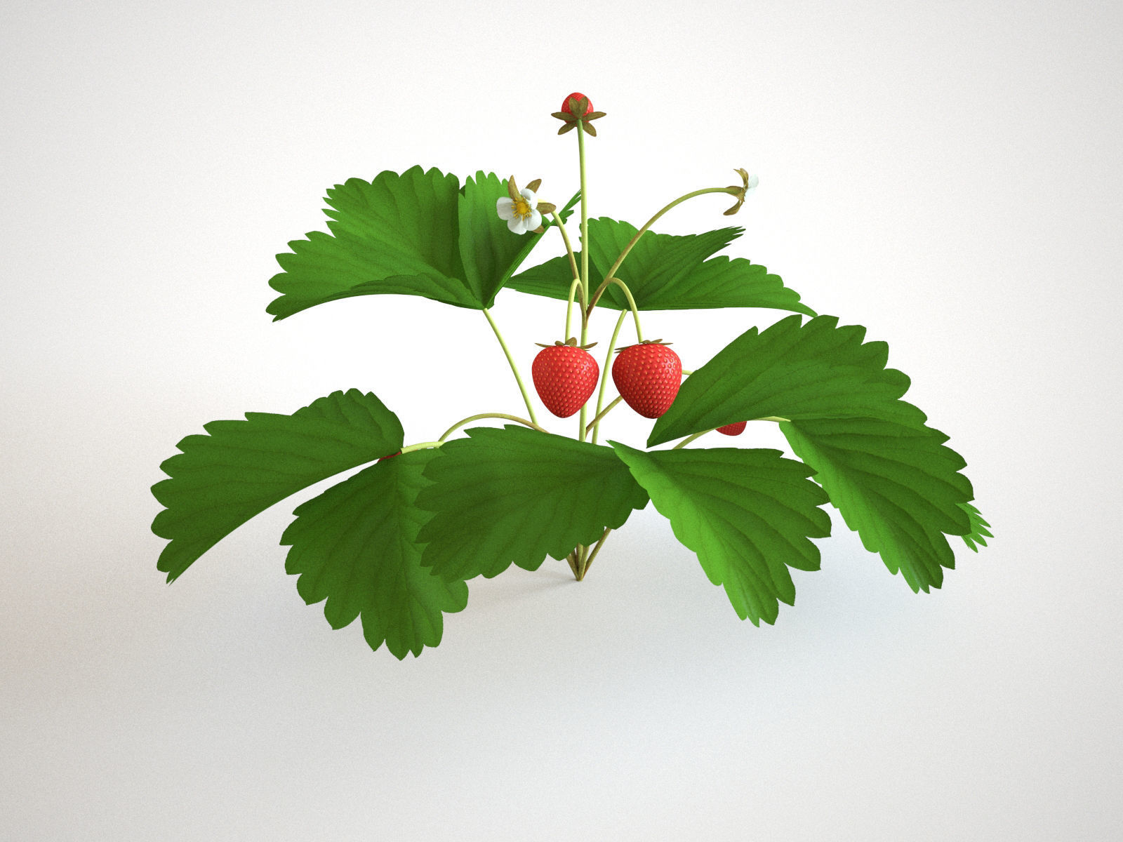 Strawberry Plant Set 3D model | CGTrader