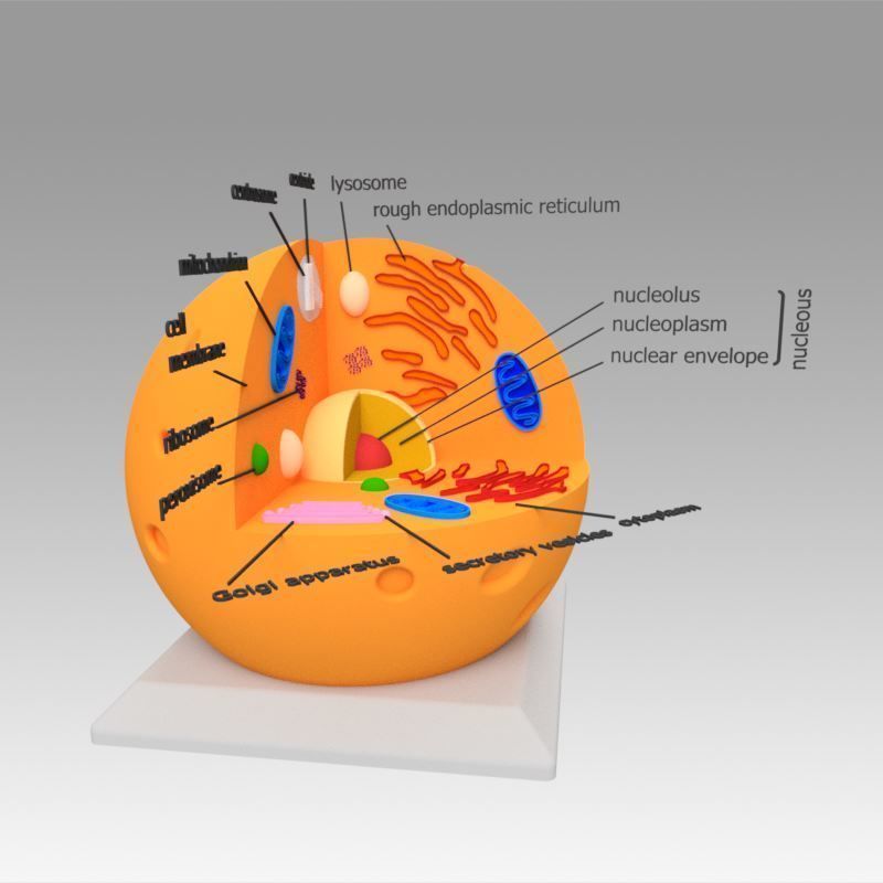 Animal Cell 3D model | CGTrader