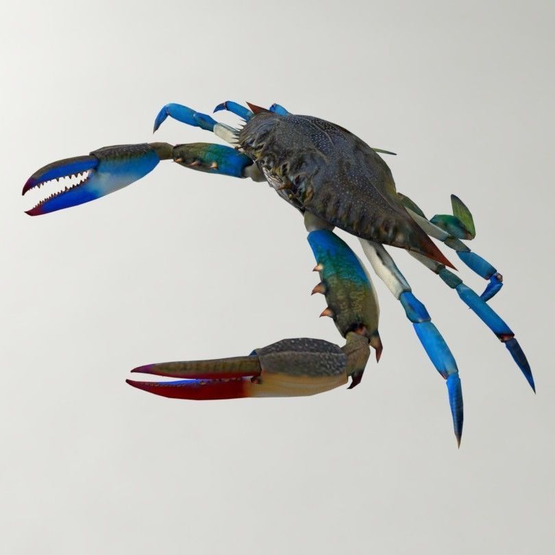 Crab 3D model Blue Crab 3D model | CGTrader