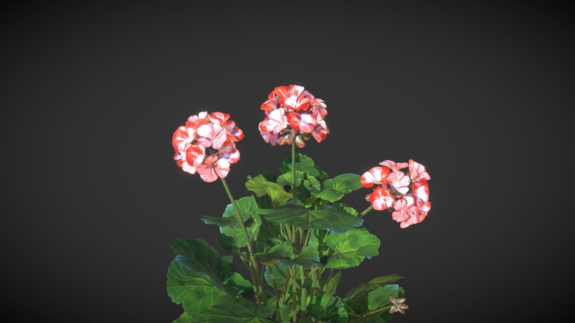 3D model Geranium Flower VR / AR / low-poly | CGTrader