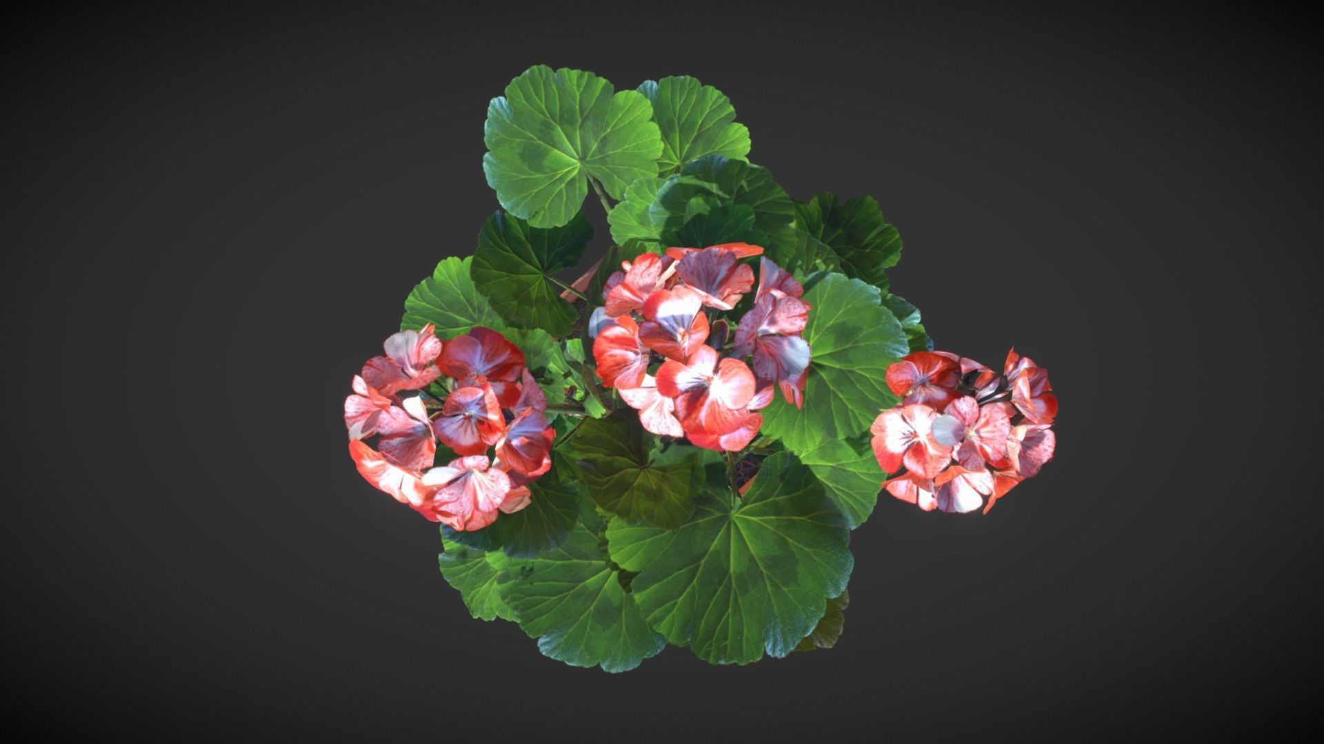 3D model Geranium Flower VR / AR / low-poly | CGTrader