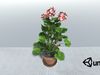 3D model Geranium Flower VR / AR / low-poly | CGTrader