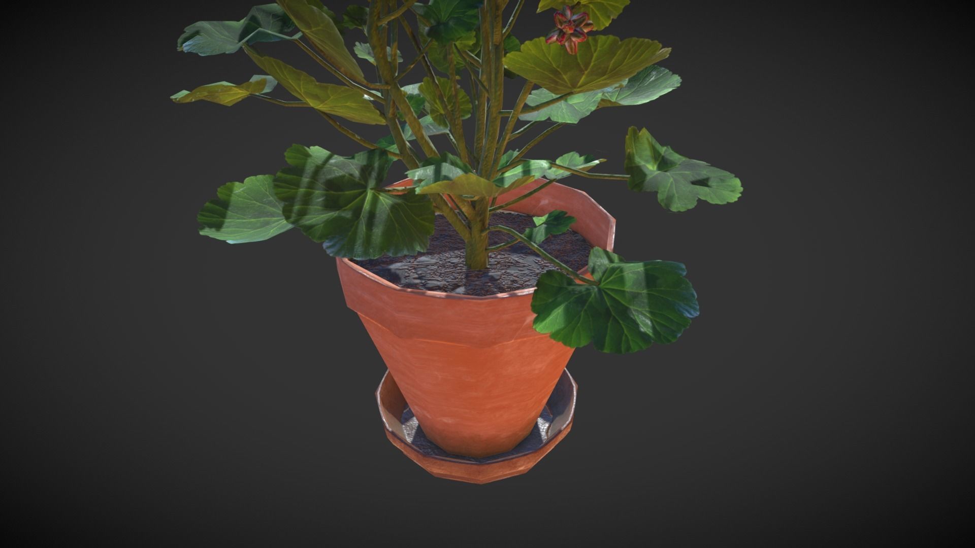 3D model Geranium Flower VR / AR / low-poly | CGTrader