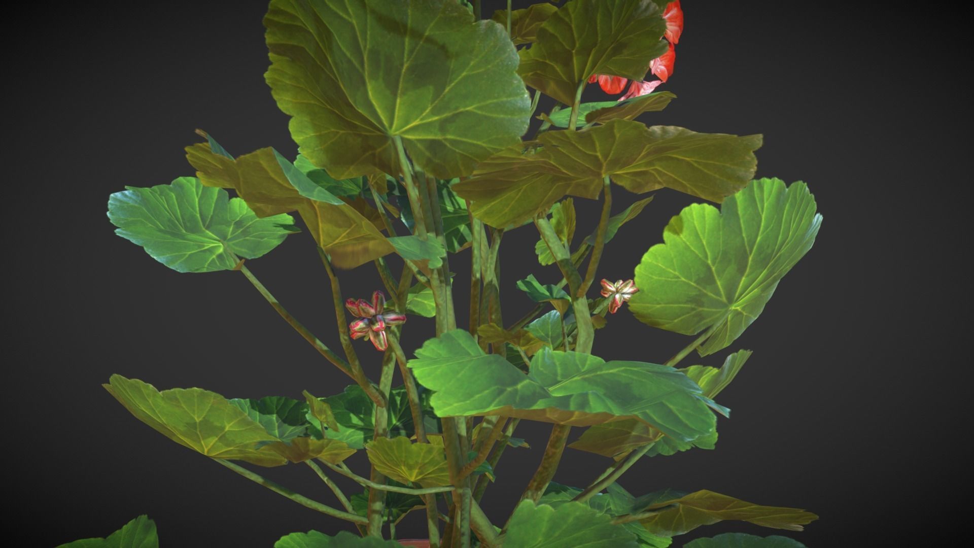 3D model Geranium Flower VR / AR / low-poly | CGTrader