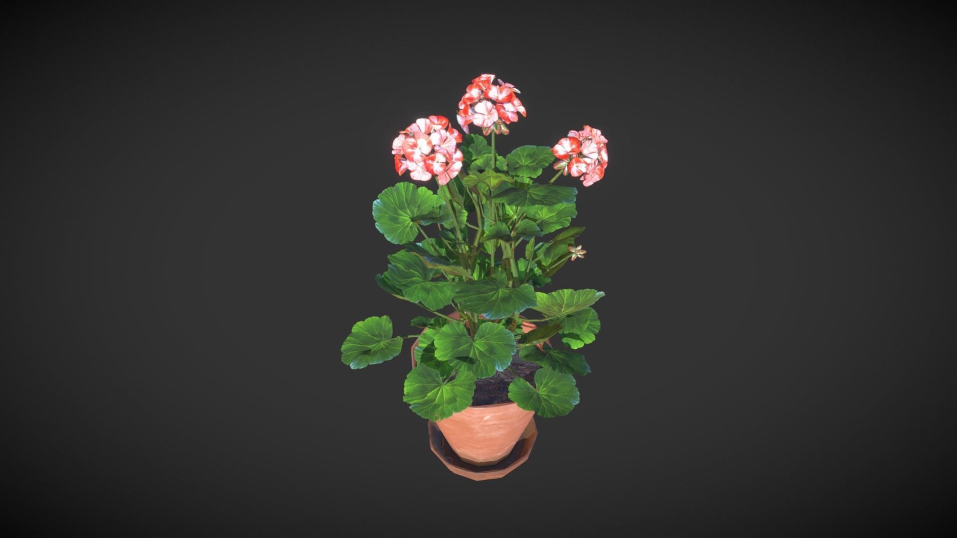 3D model Geranium Flower VR / AR / low-poly | CGTrader