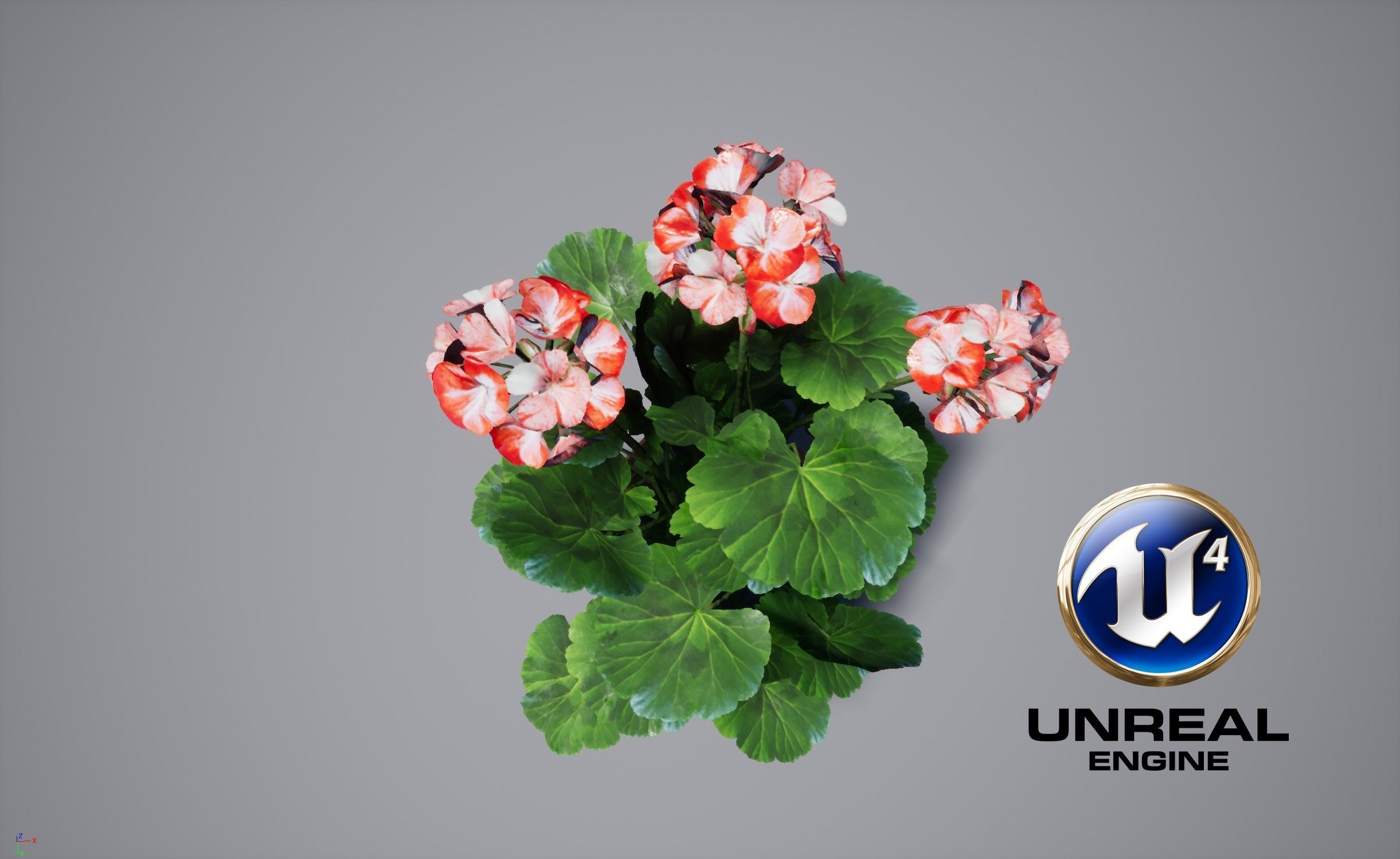 3D model Geranium Flower VR / AR / low-poly | CGTrader