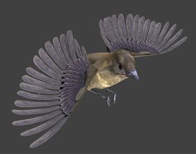 Animated Bird wing 3D Models | CGTrader