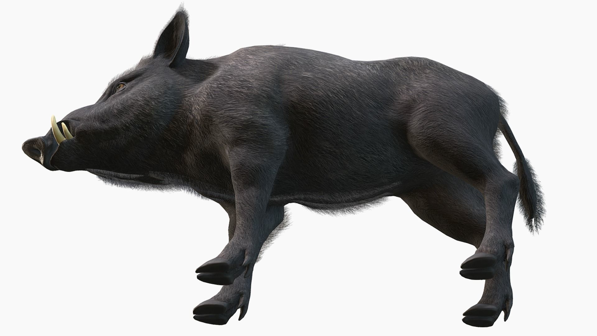3D model Wild Boar - Male VR / AR / low-poly rigged animated | CGTrader