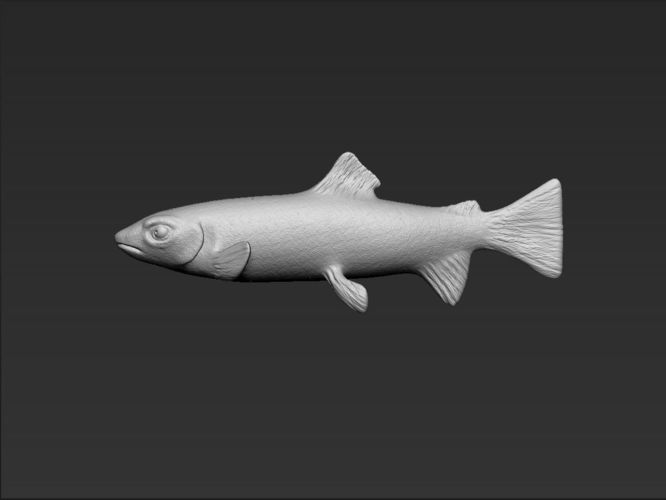 Trout 3D model | CGTrader