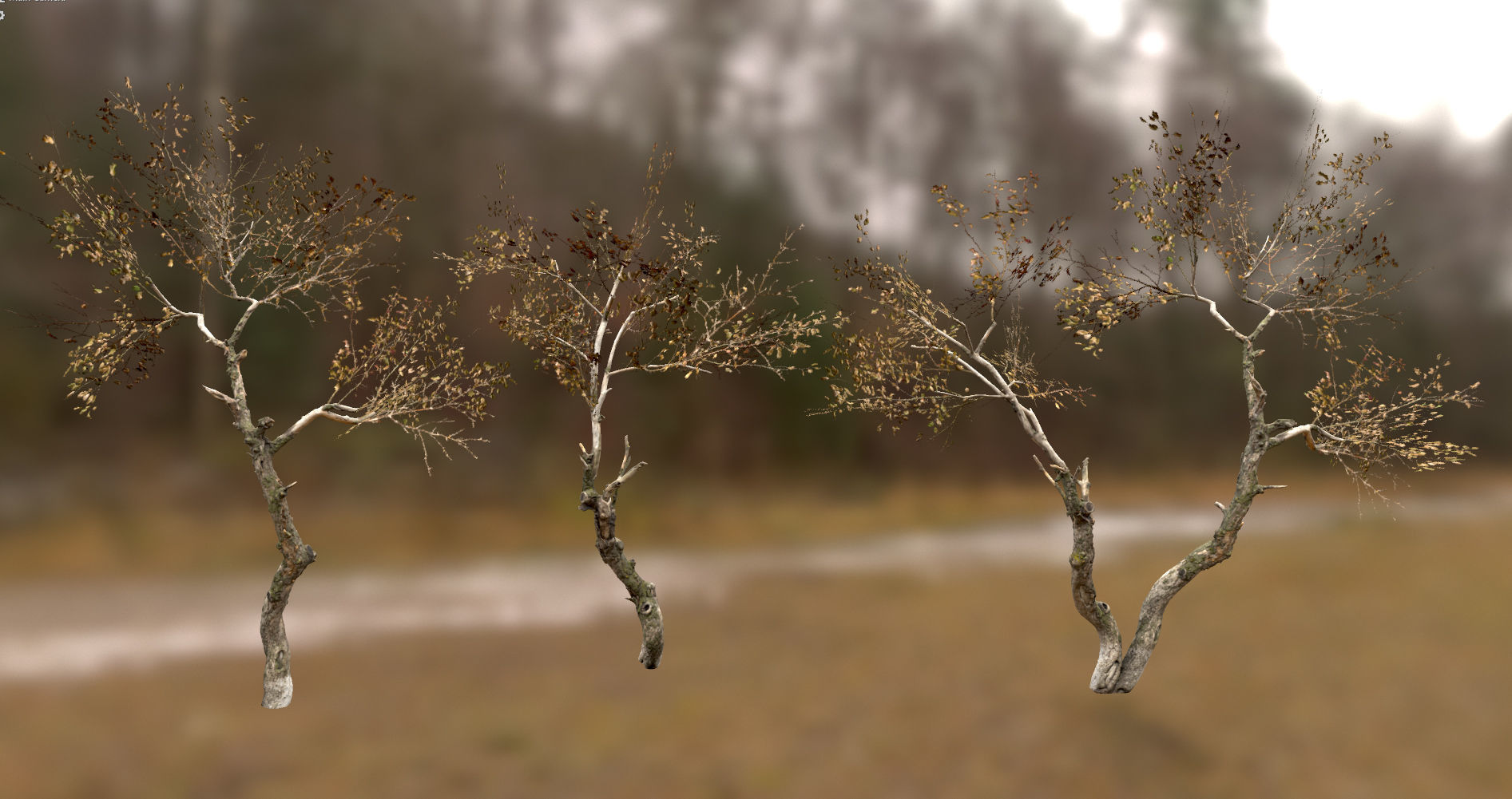 3D model 10 Autumn Photo-Scanned Full Size Trees VR / AR / low-poly ...