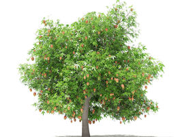 Mango tree 3D Models | CGTrader