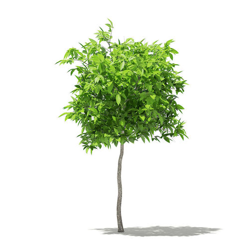 Avocado Tree 3D model | CGTrader