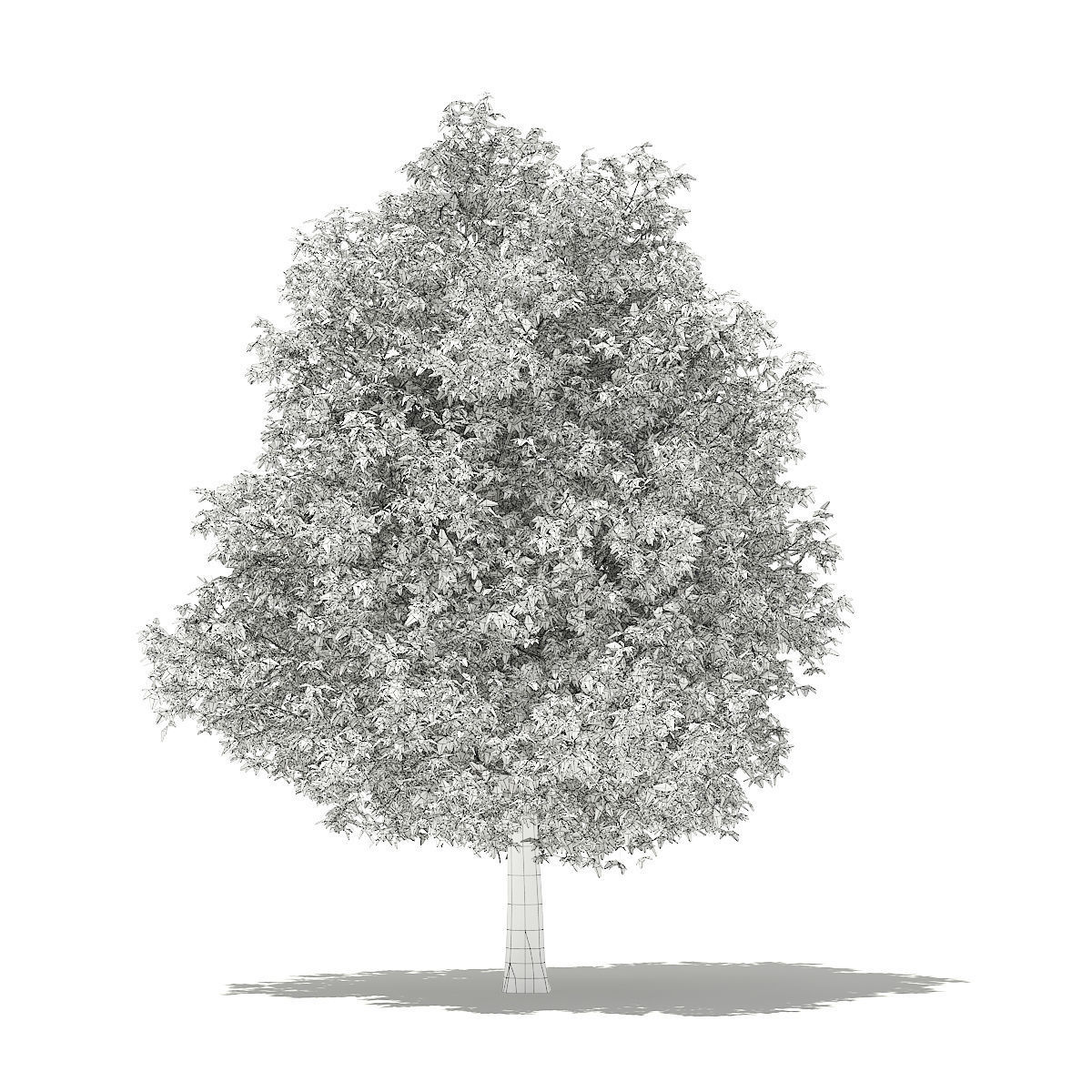 Avocado Tree 3D model | CGTrader