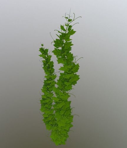 3D model Grapevine Version 2 VR / AR / low-poly | CGTrader