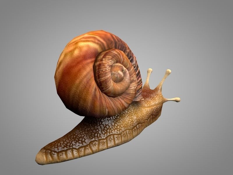 3D model Snail VR / AR / low-poly rigged animated | CGTrader