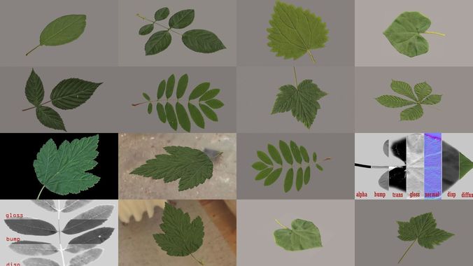 3D Model Collection Leaves of plants VR / AR / low-poly | CGTrader