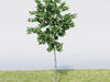 Small tree 3D model | CGTrader
