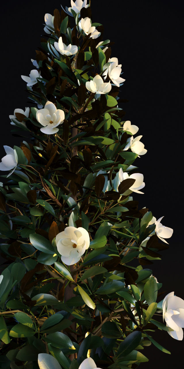 Magnolia Grandiflora 3D model | CGTrader