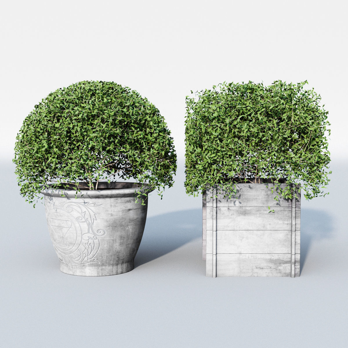 Round plant 3D model | CGTrader