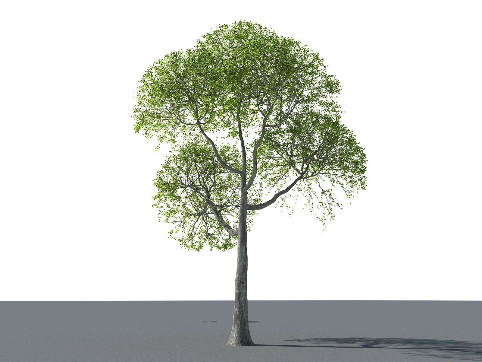 Generic Tree 3D model | CGTrader