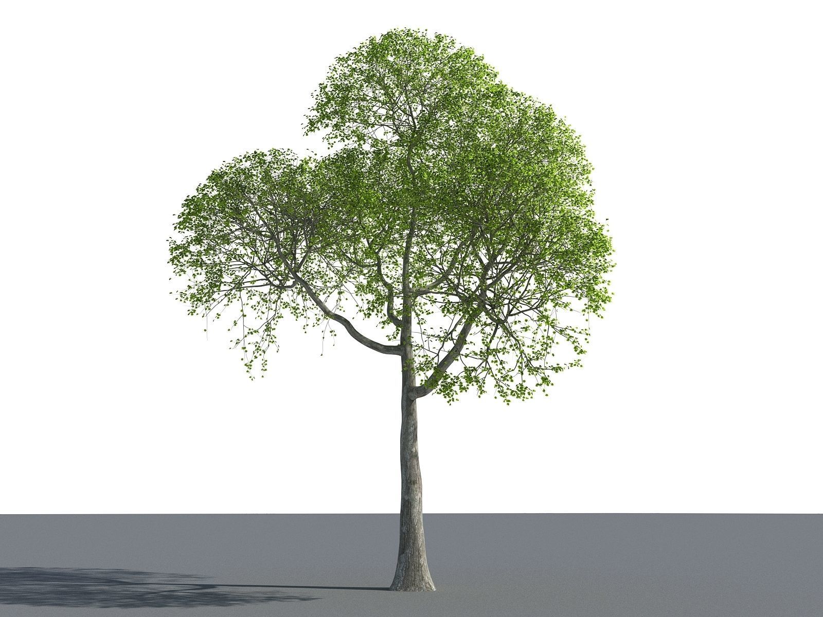 Generic Tree 3D model | CGTrader