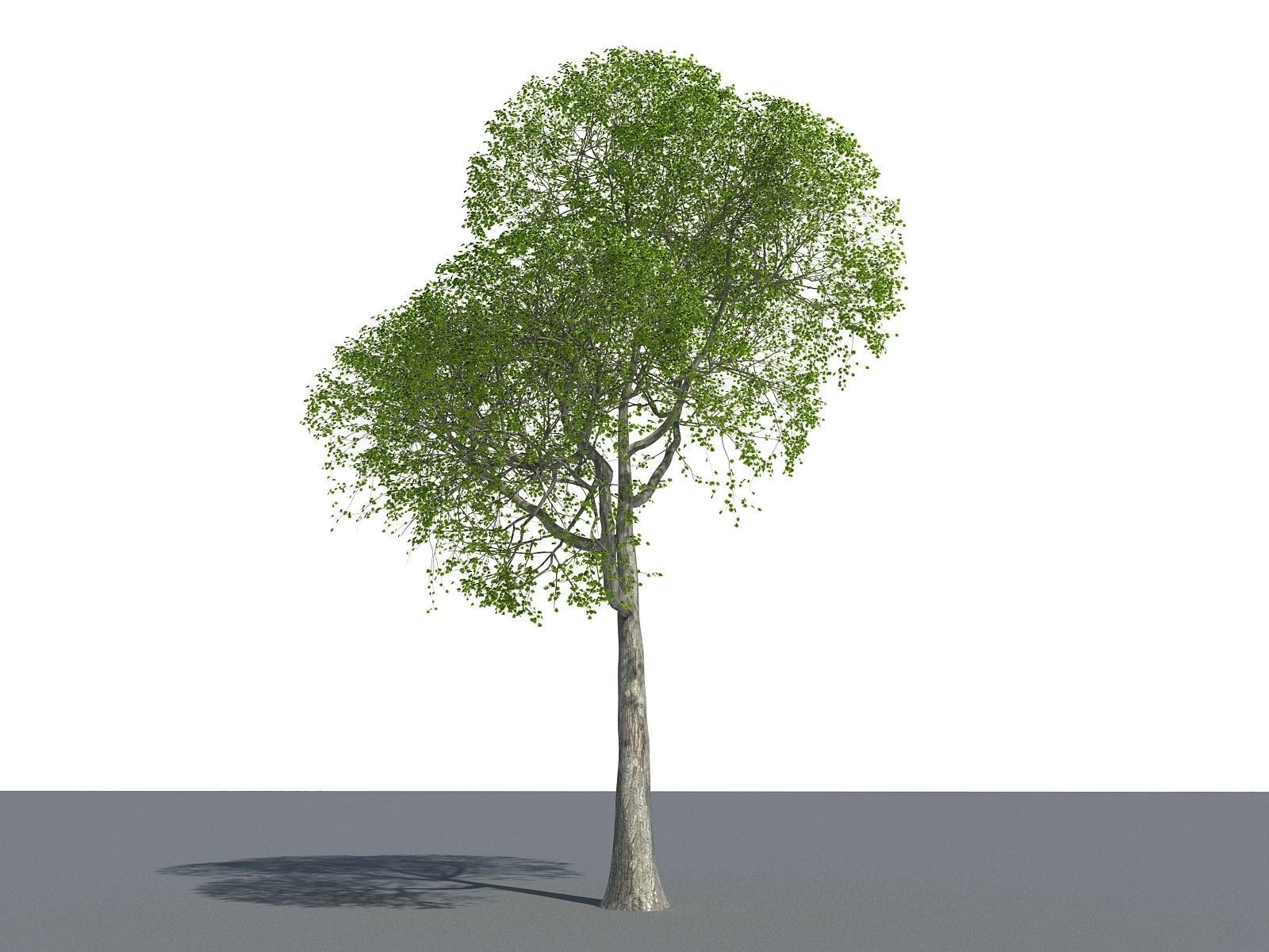 Generic Tree 3D model | CGTrader