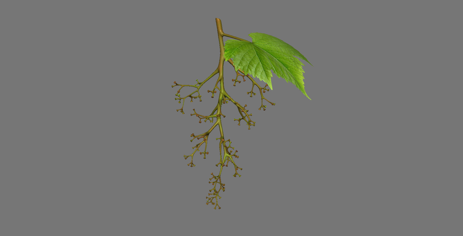 Grape grapes 3D model | CGTrader